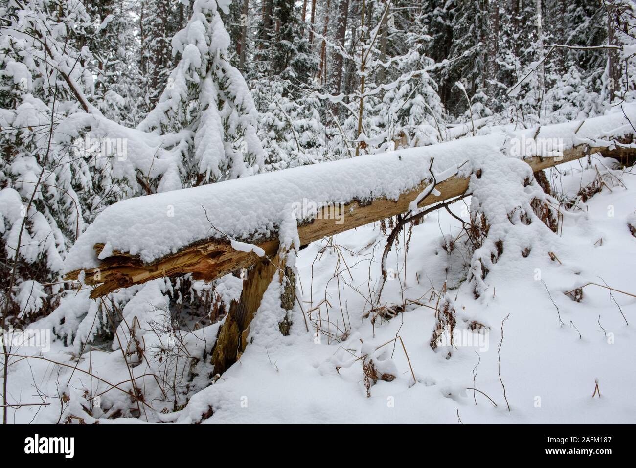 Snow covered, fallen tree in forest Stock Photo - Alamy