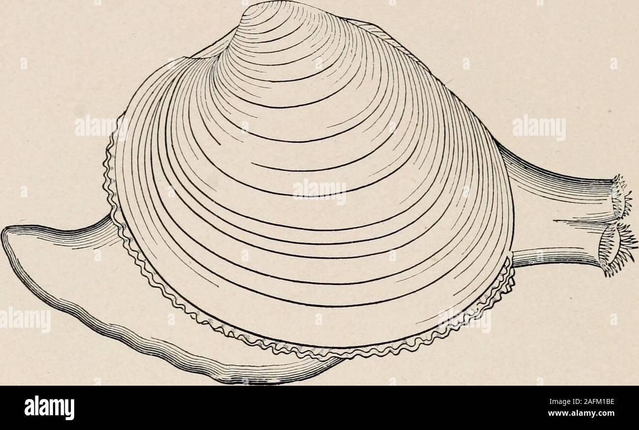 Clam siphons hi-res stock photography and images - Alamy