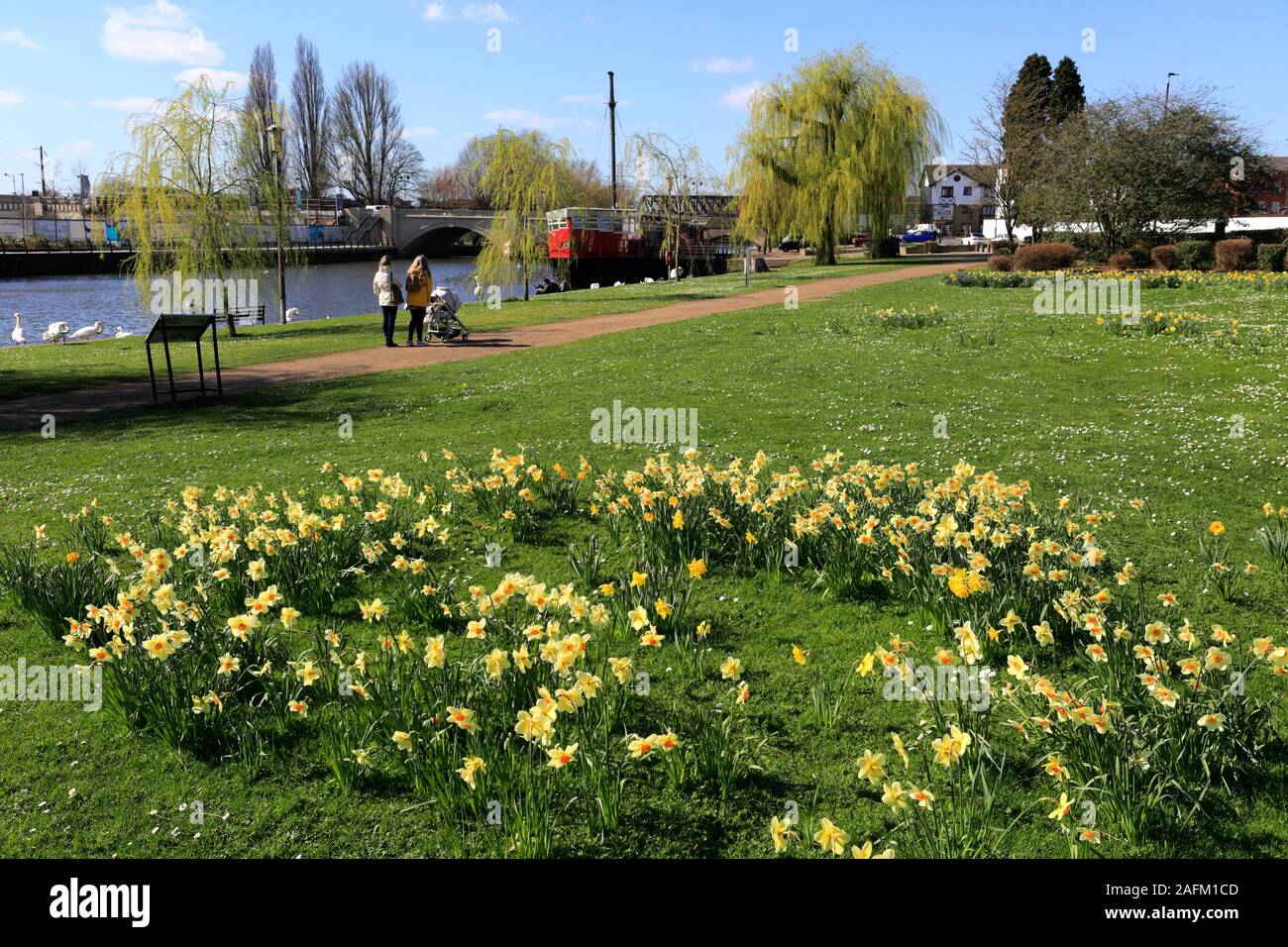 Spring Daffodils, River Nene Embankment Gardens, Peterborough City ...
