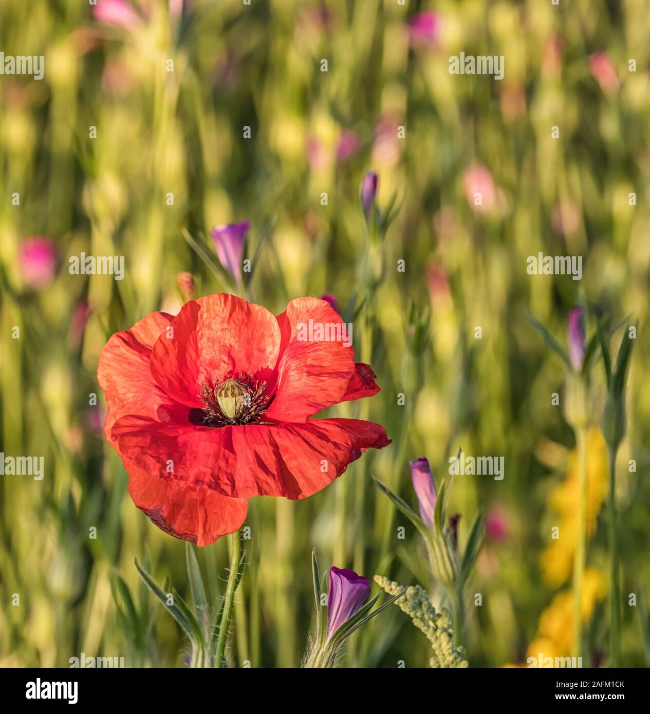 Poppy Varieties High Resolution Stock Photography and Images - Alamy