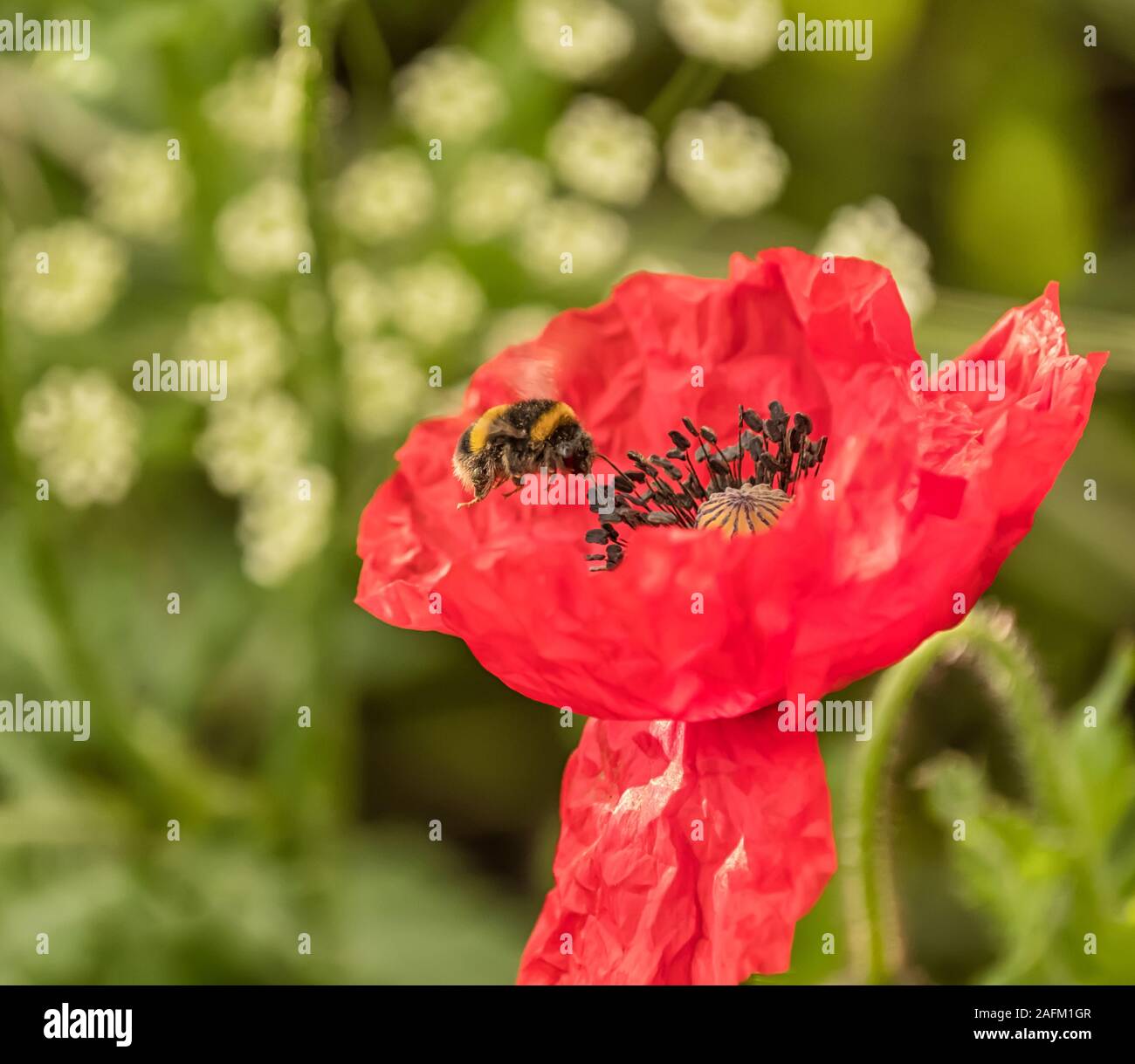 Poppy Varieties High Resolution Stock Photography and Images - Alamy