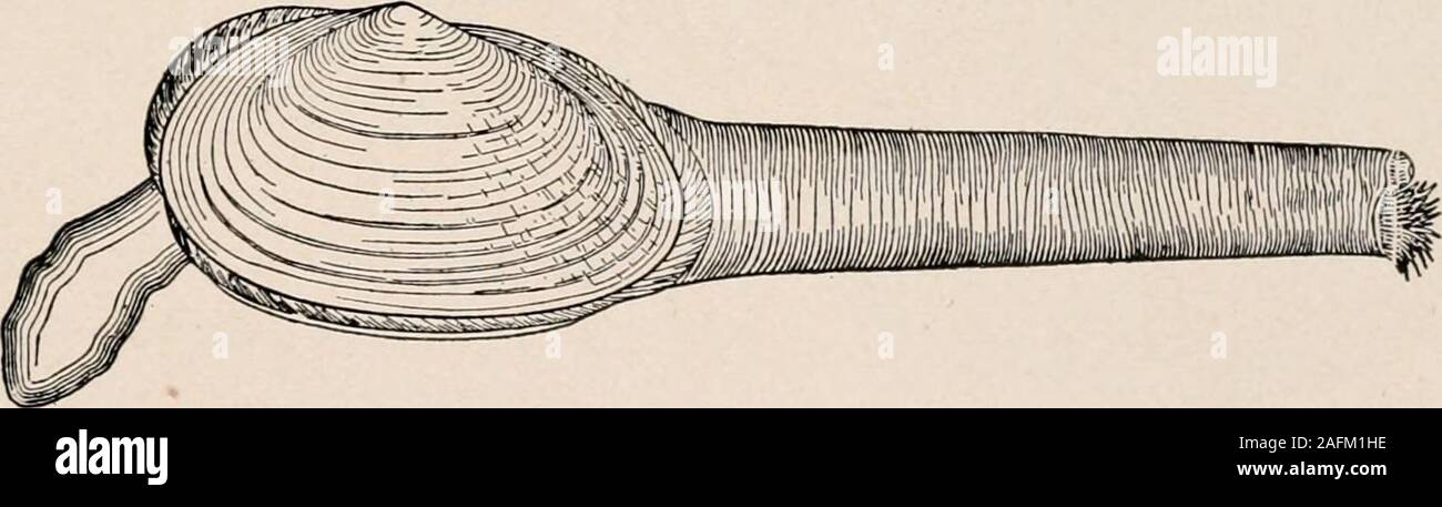 . Introduction to zoology; a guide to the study of animals, for the use ...