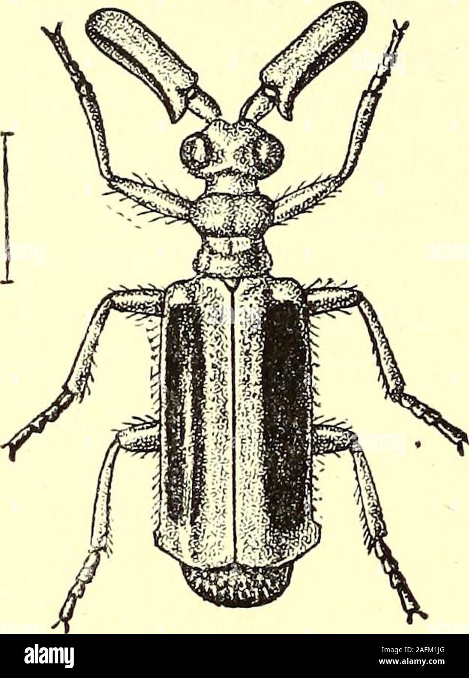 Prominent elytra hi-res stock photography and images - Alamy