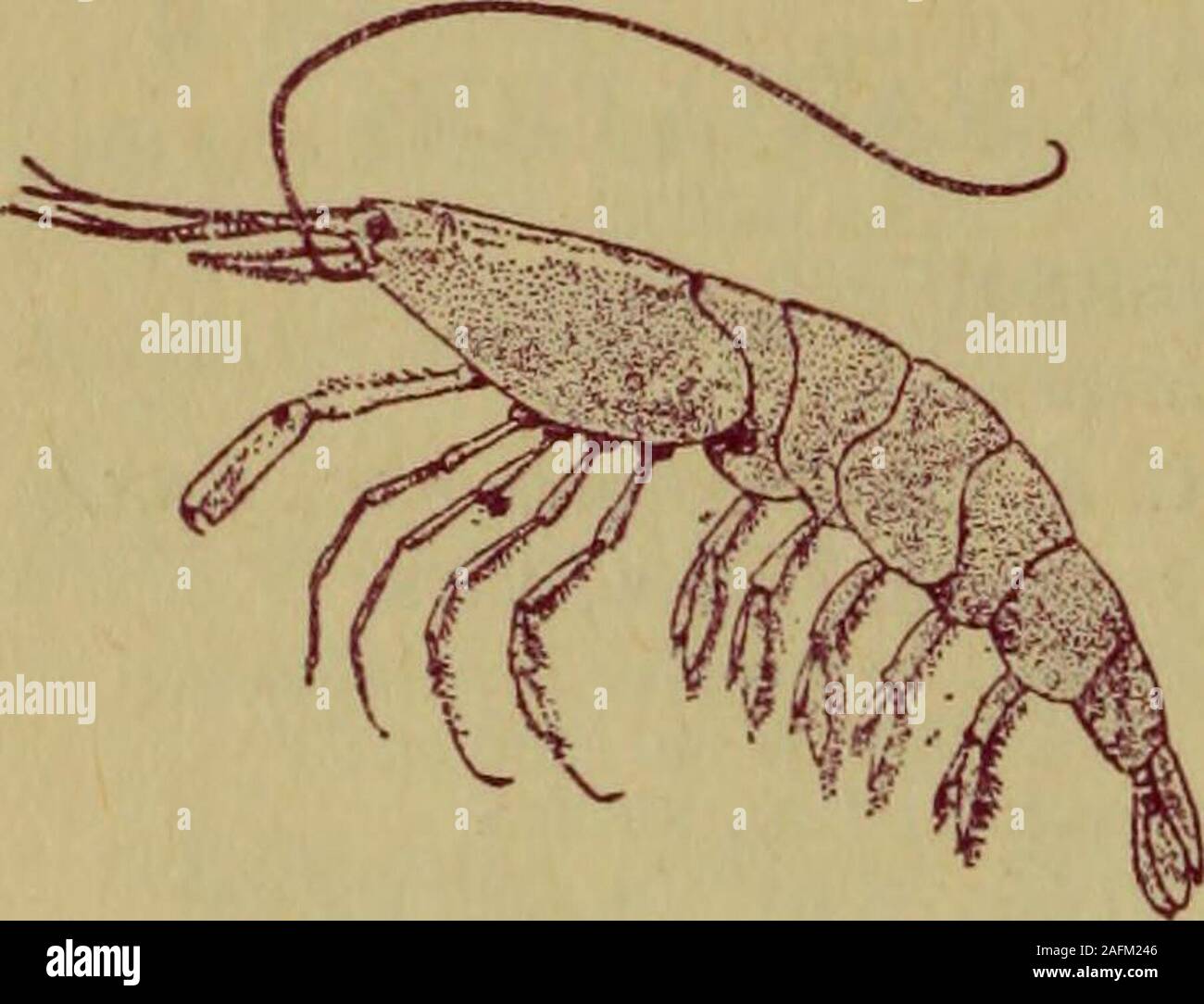 Tj jacobs hi-res stock photography and images - Alamy