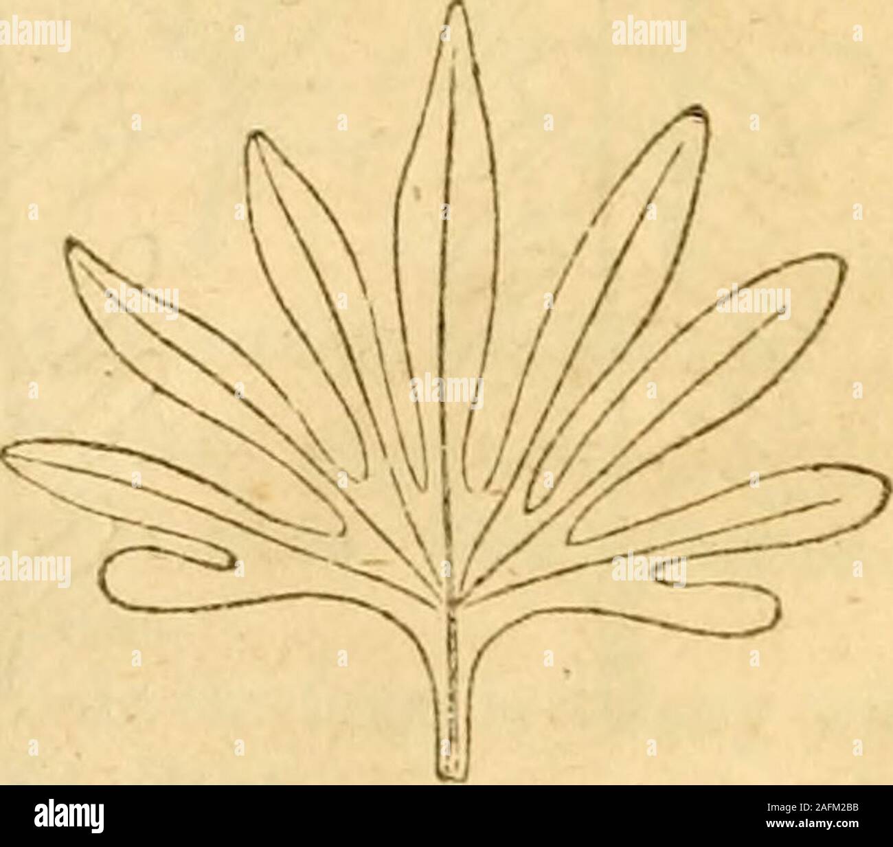 . The Botanical Class-Book and Flora of Pennsylvania. 4. Pedate (foot ...