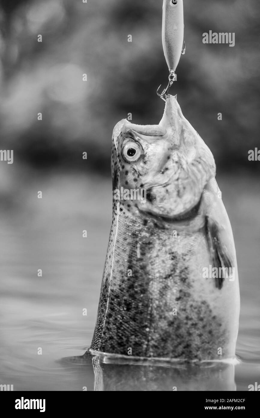 Bait on a rod Black and White Stock Photos & Images - Alamy
