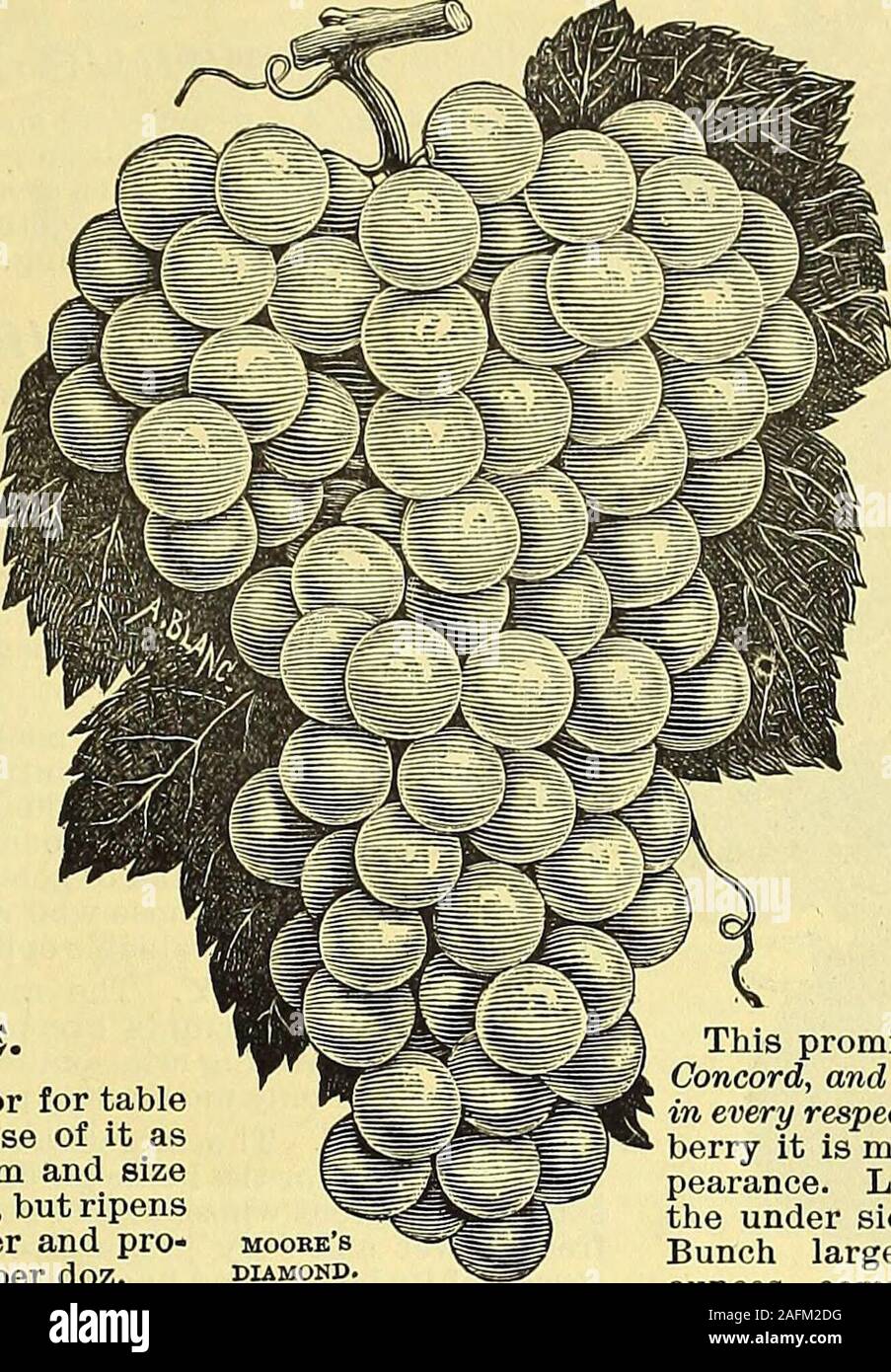 . Manual of everything for the garden : 1894. BBIGHTON BRIGHTON** GRAPE ...