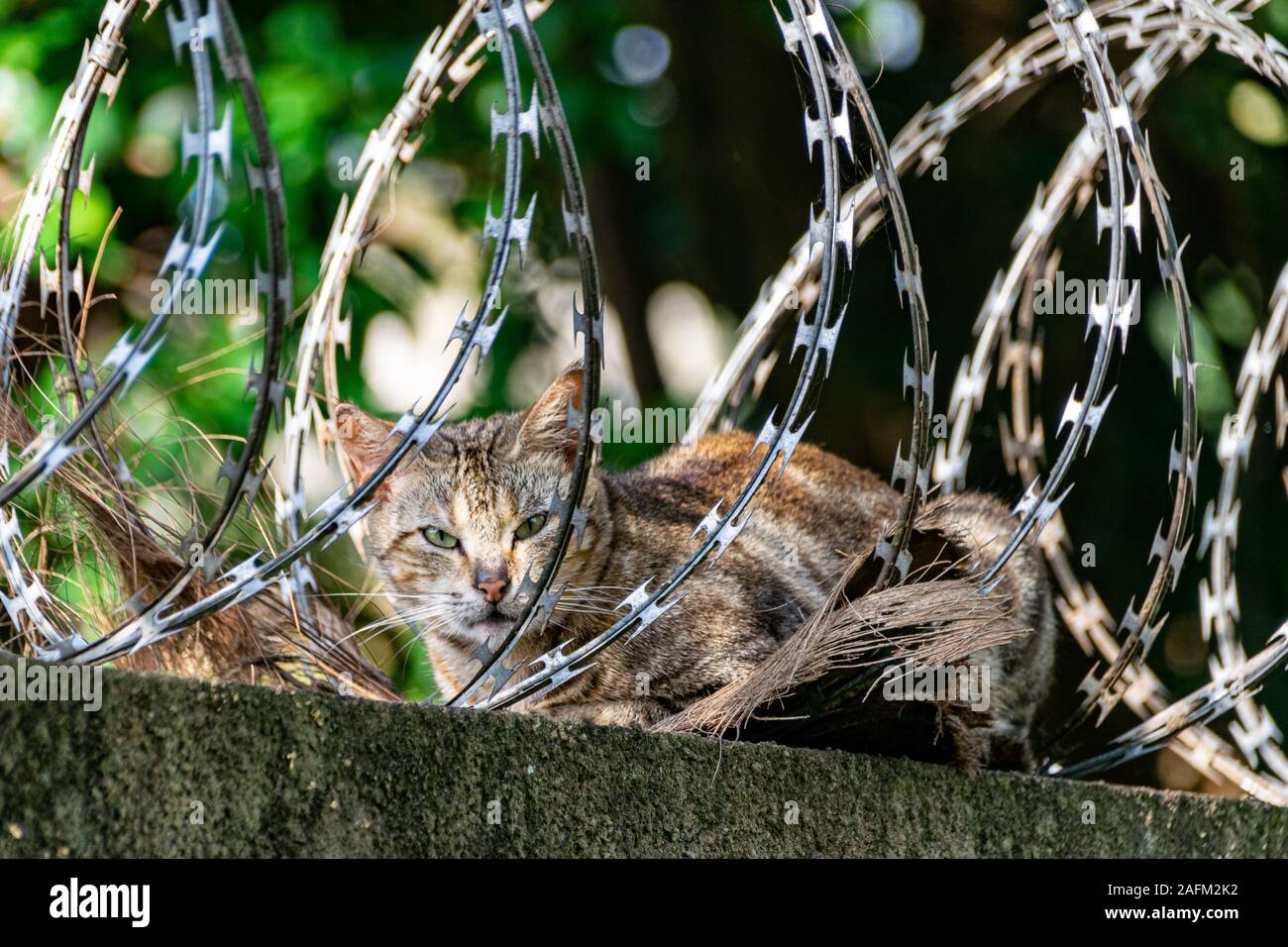 Barbed Tail High Resolution Stock Photography and Images - Alamy