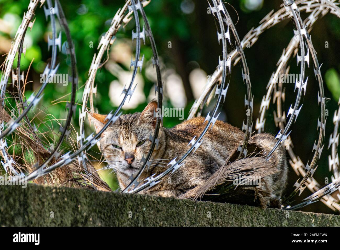 Sleeping safely, stray tabby cat resting amongst metal security barbed ...