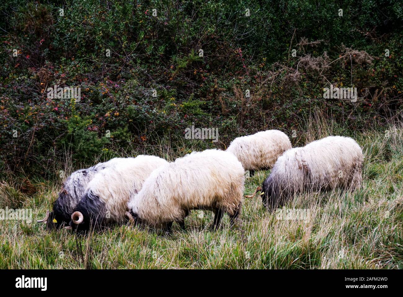 Basque sheep grazing in fields, Pointe Sainte-Anne, Hendaye, Pyrénées ...