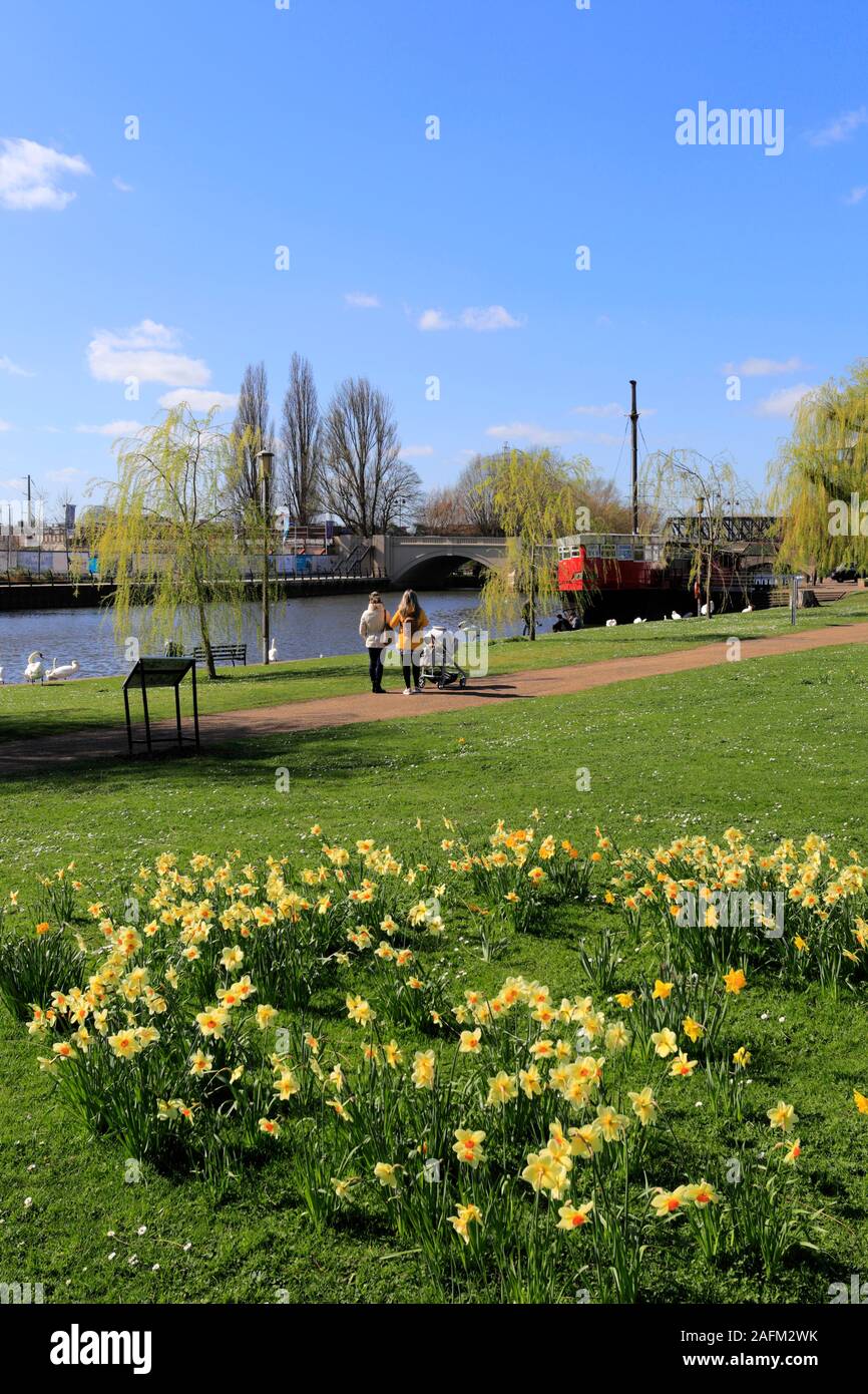 Spring Daffodils, River Nene Embankment Gardens, Peterborough City ...