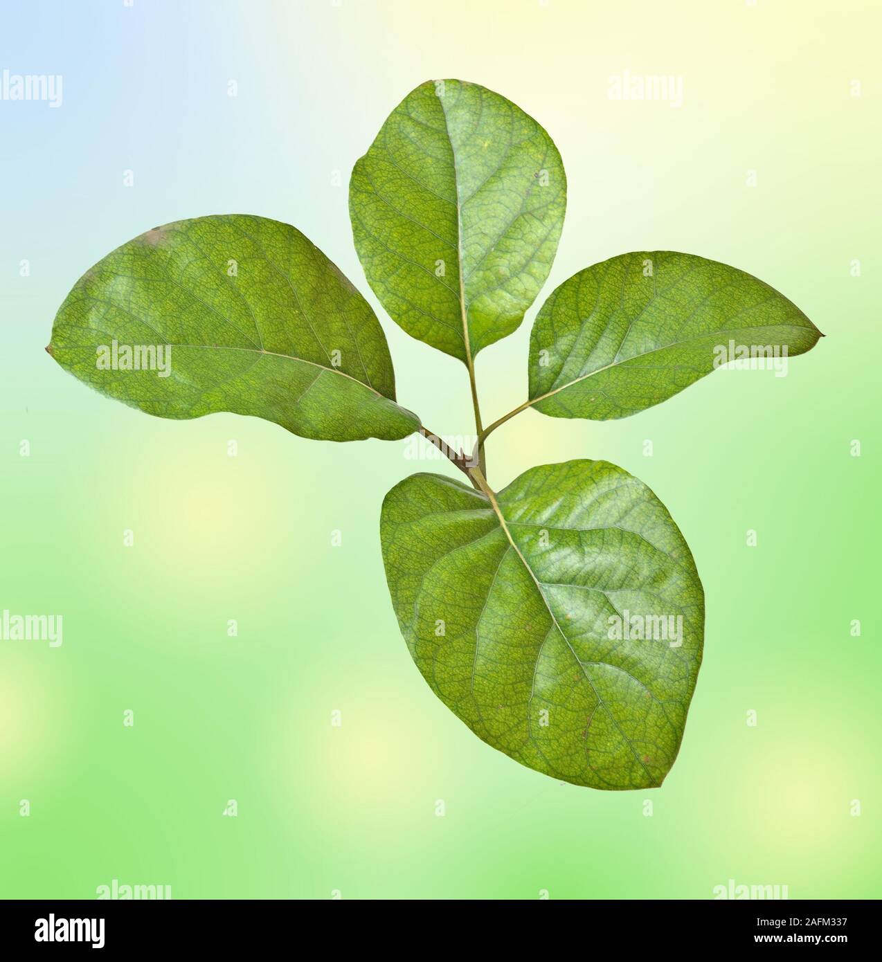 Branch of avocado tree Stock Photo - Alamy