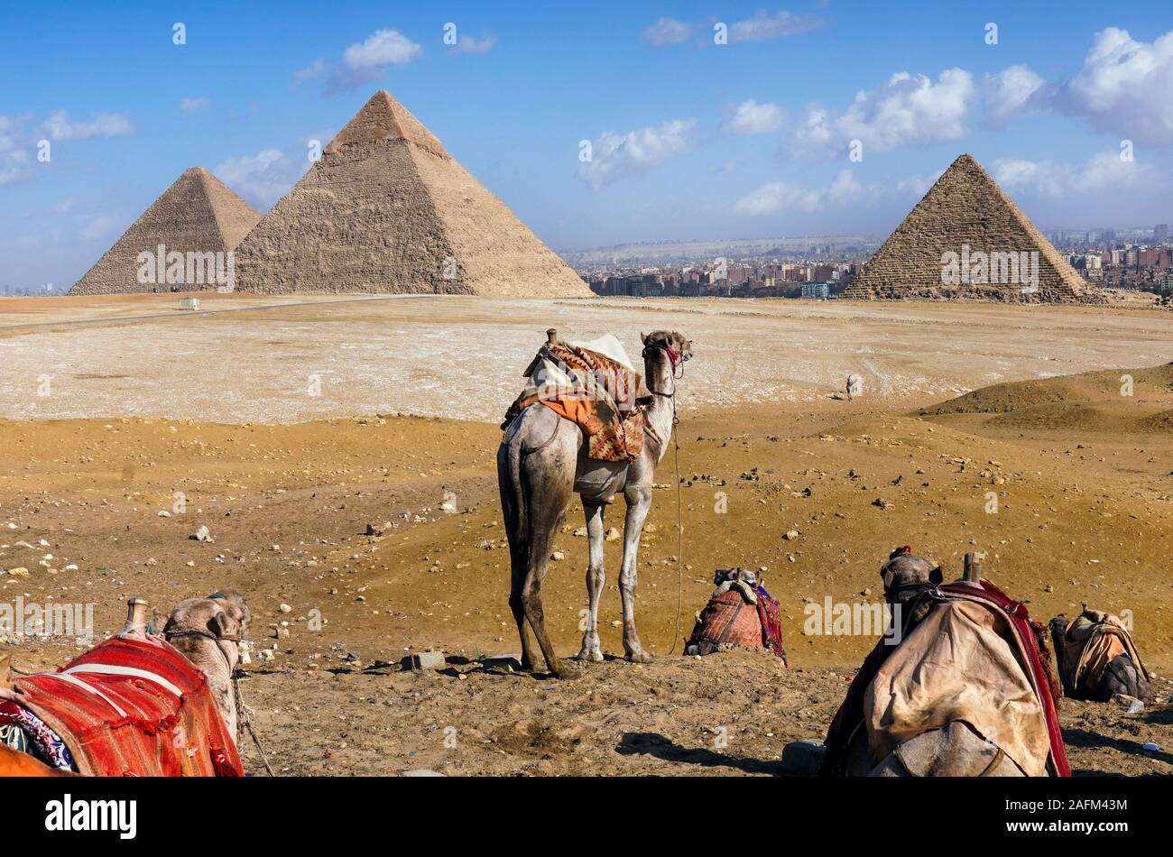 Pyramid gizeh camels hi-res stock photography and images - Alamy