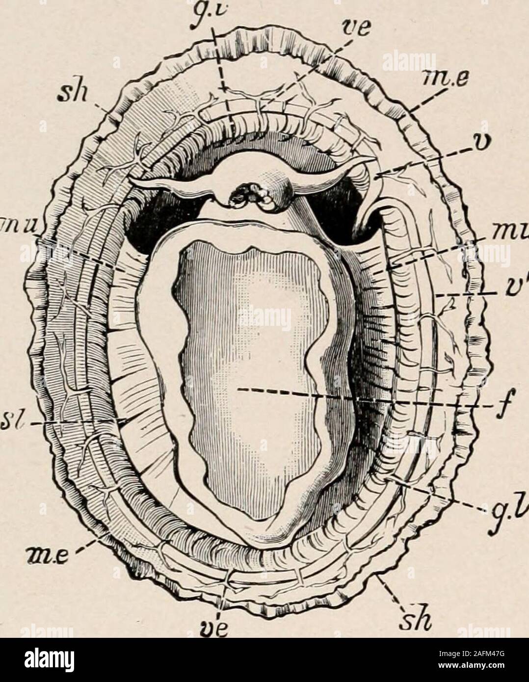 . Introduction to zoology; a guide to the study of animals, for the use ...