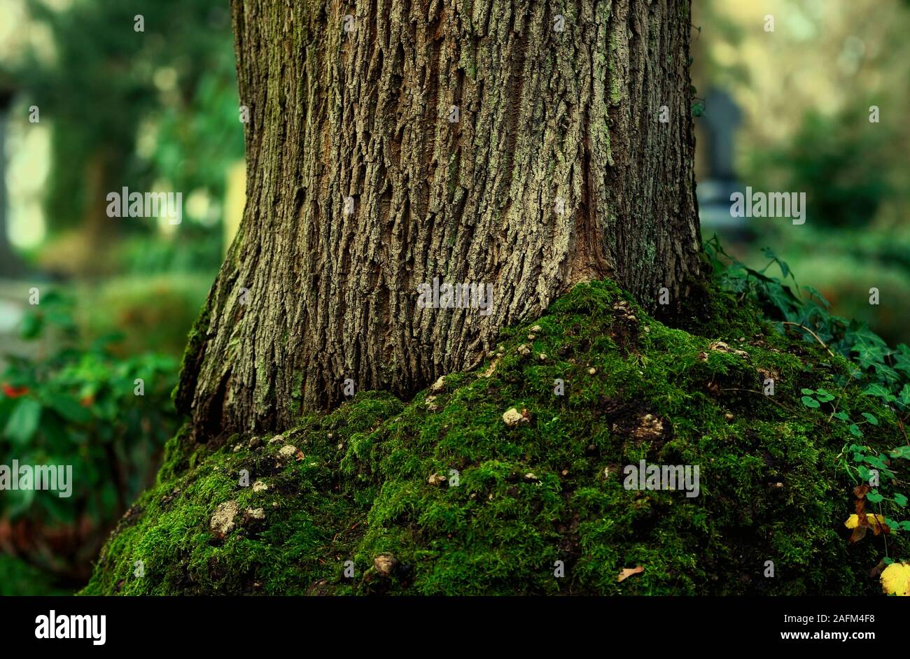Mossy roots hi-res stock photography and images - Alamy