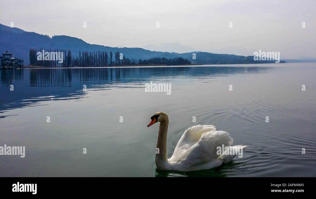 A swan slowly crossing the lake. It swims next to the shore. In the ...