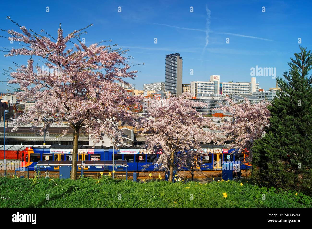 Sheffield trees blossom hi-res stock photography and images - Alamy