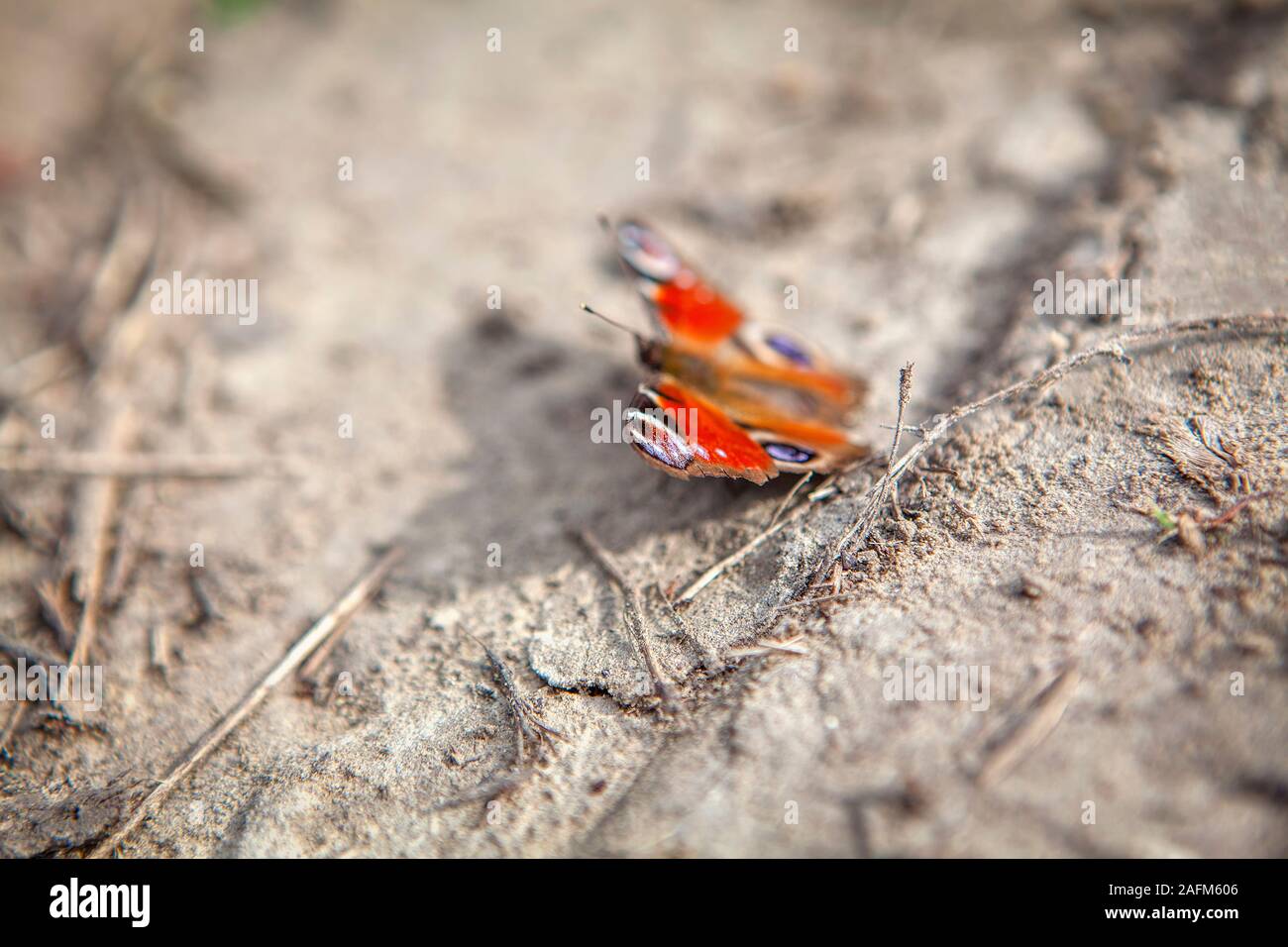butterfly with spread wings standing on the ground Stock Photo - Alamy