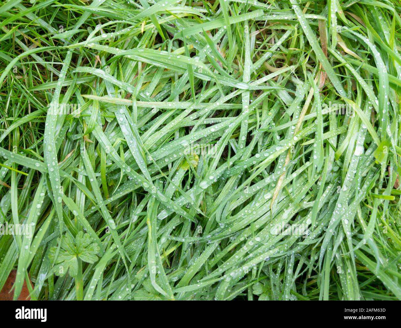 Unmown lawn hi-res stock photography and images - Alamy