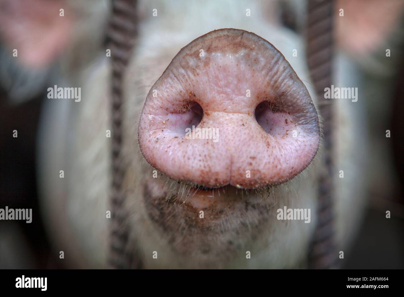 macro image of pig snout Stock Photo - Alamy