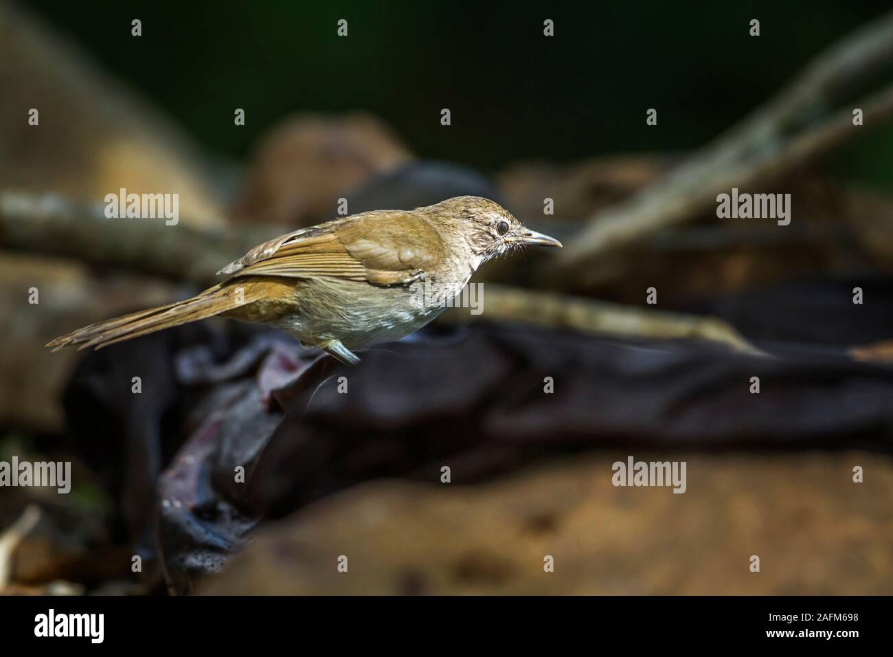 Lesser Swamp-Warbler in Kruger National park, South Africa ; Specie ...