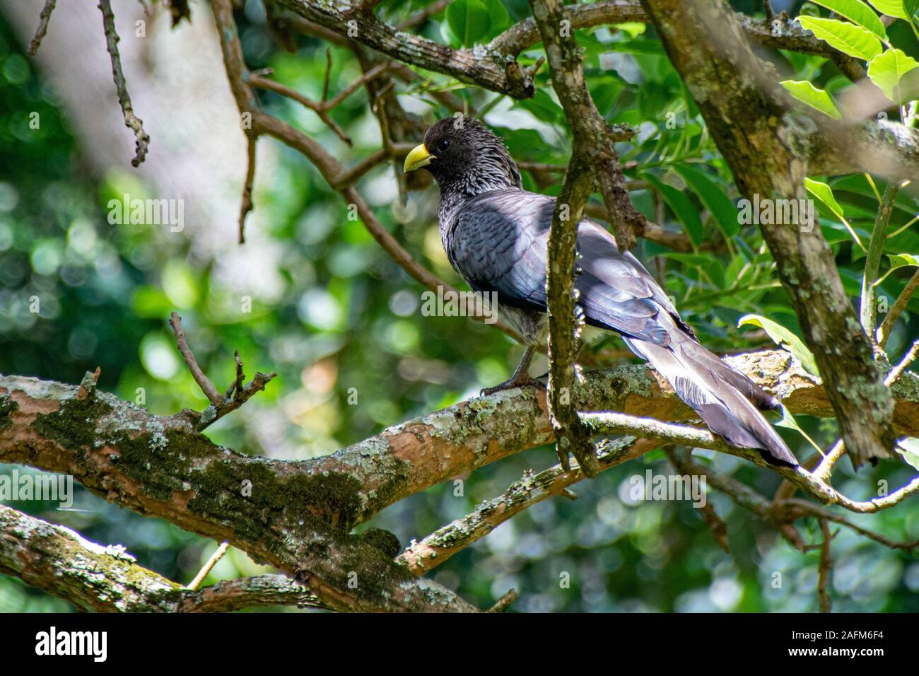 Eastern Plantain-Eater bird (Crinifer zonurus) perched on a tree branch ...