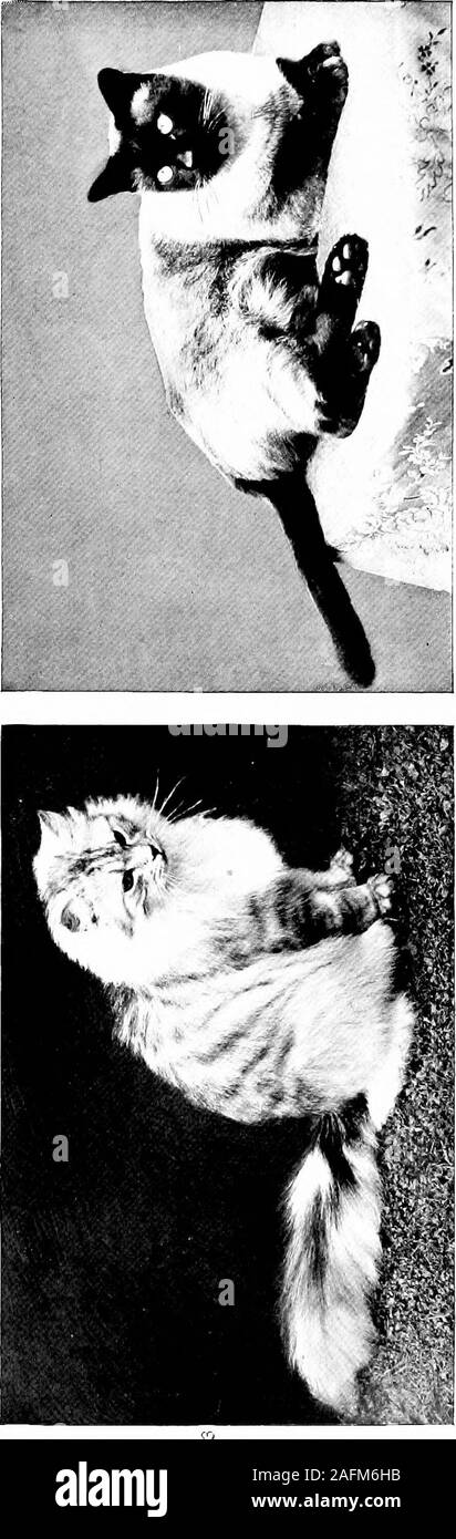 Retractile claws cat Black and White Stock Photos & Images - Alamy