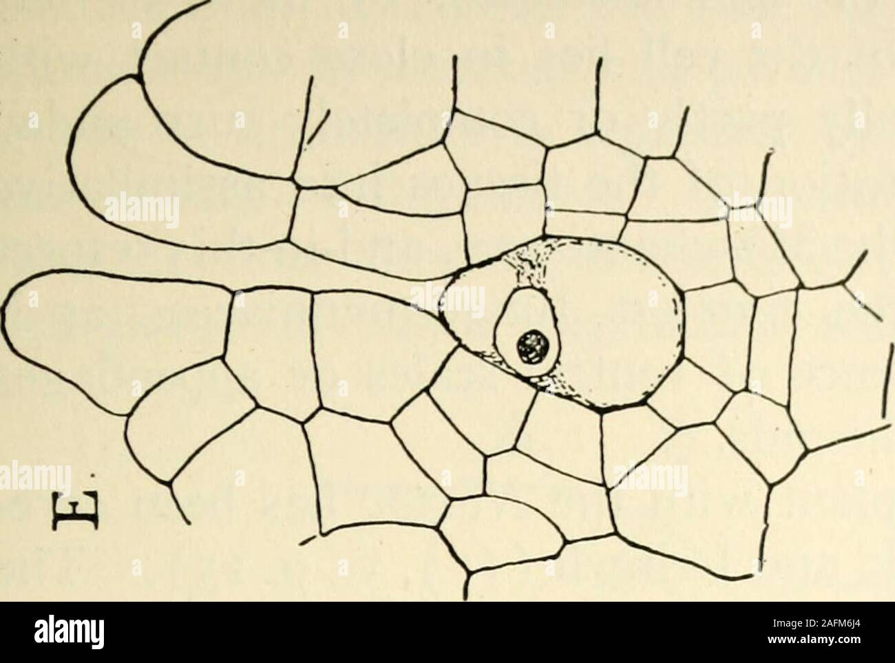 . The structure and development of mosses and ferns (Archegoniatae ...