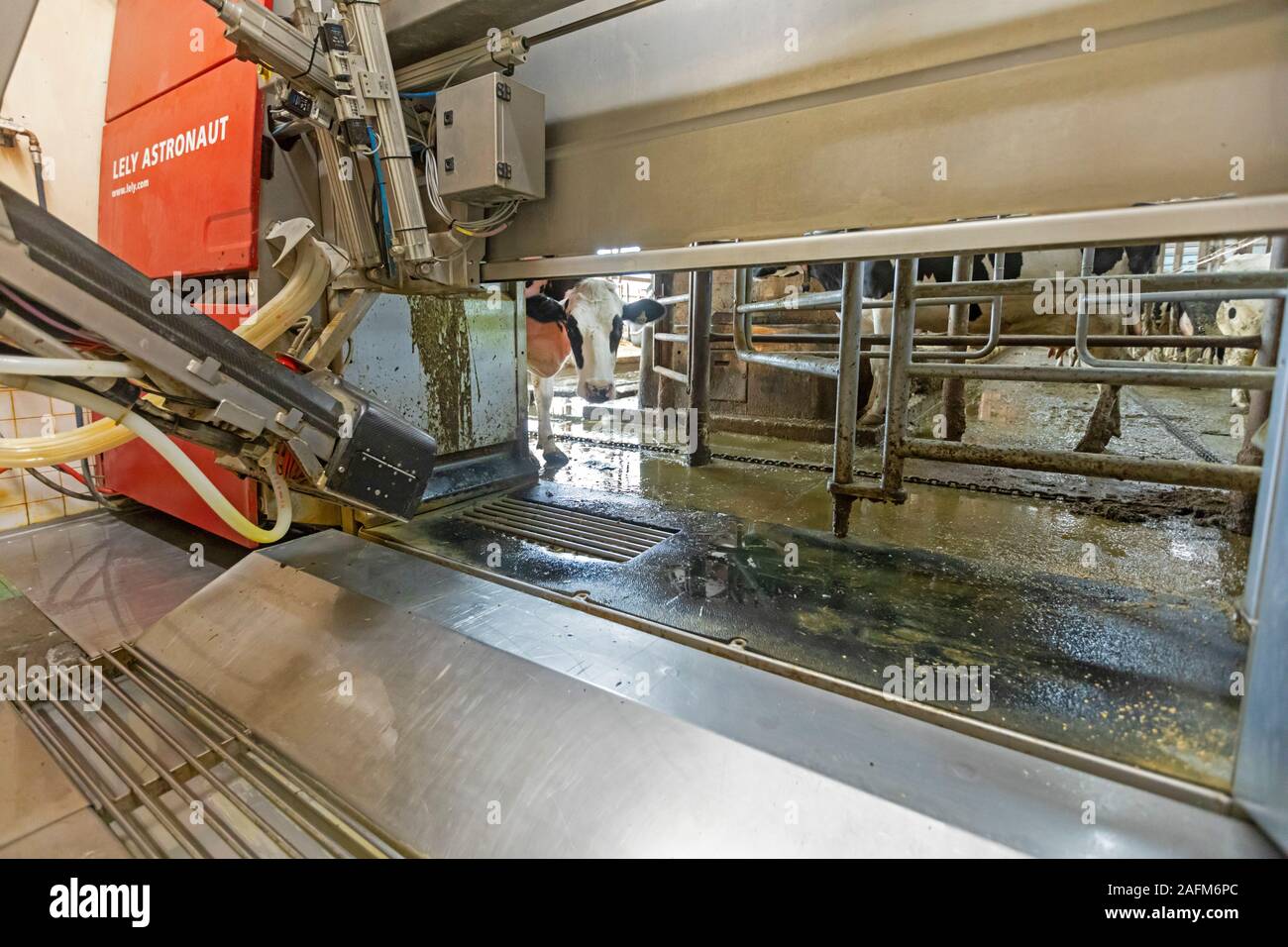 Omro, Wisconsin - Knigge Farms, a dairy farm with automated milking ...