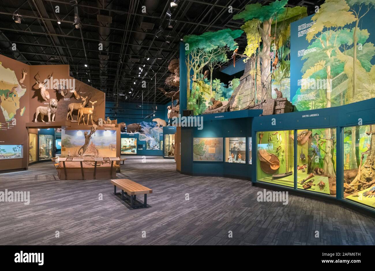 Interior of the Cleveland Museum of Natural History, Cleveland, Ohio ...