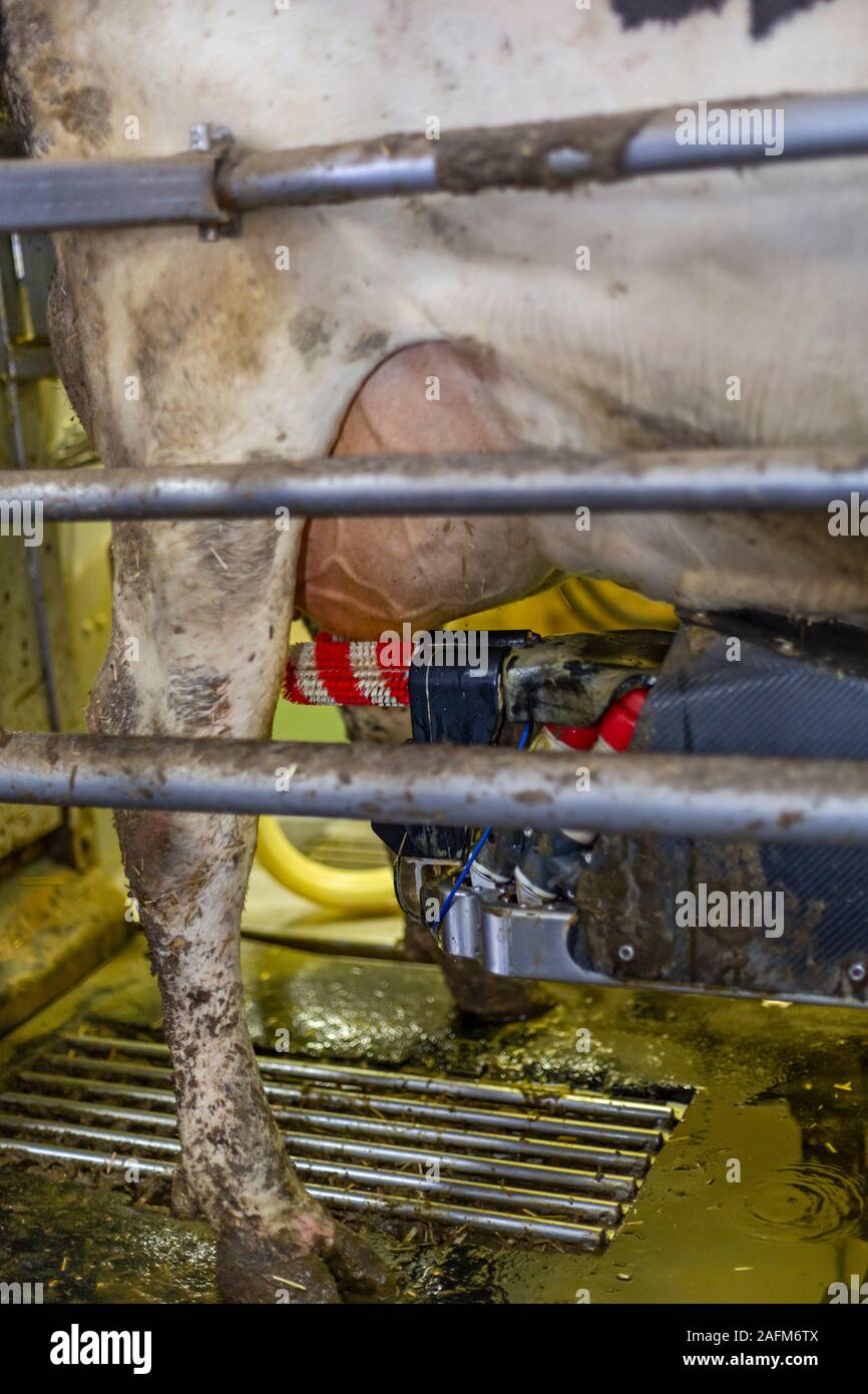 Cows Dairy Farm Automatic Milking High Resolution Stock Photography and ...