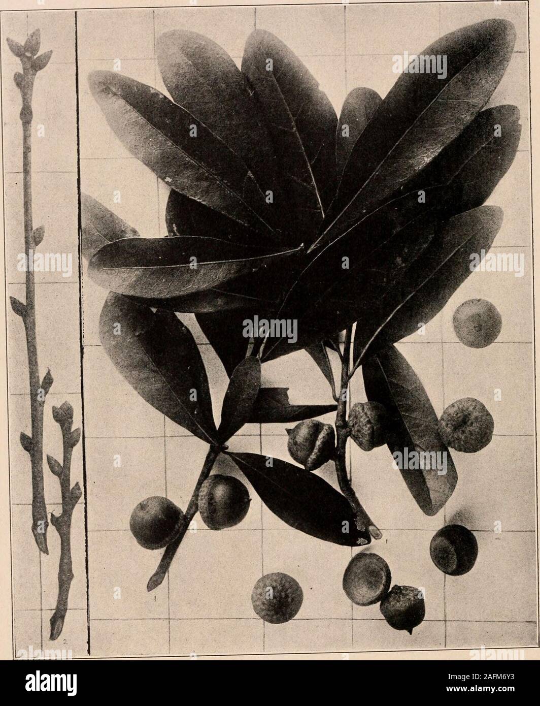 Young straight oak tree hi-res stock photography and images - Alamy