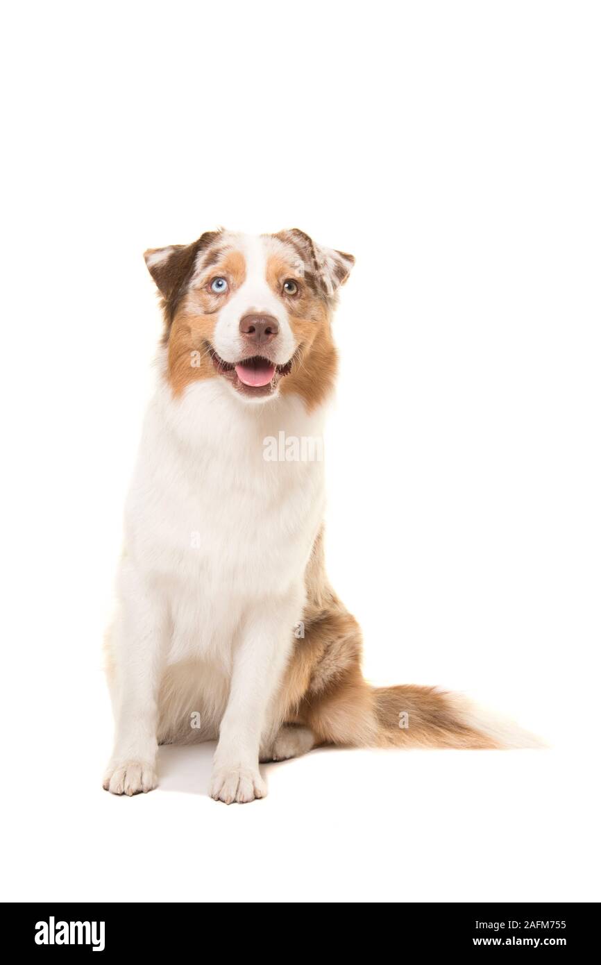 Pretty sitting australian shepherd dog looking at the camera isolated ...