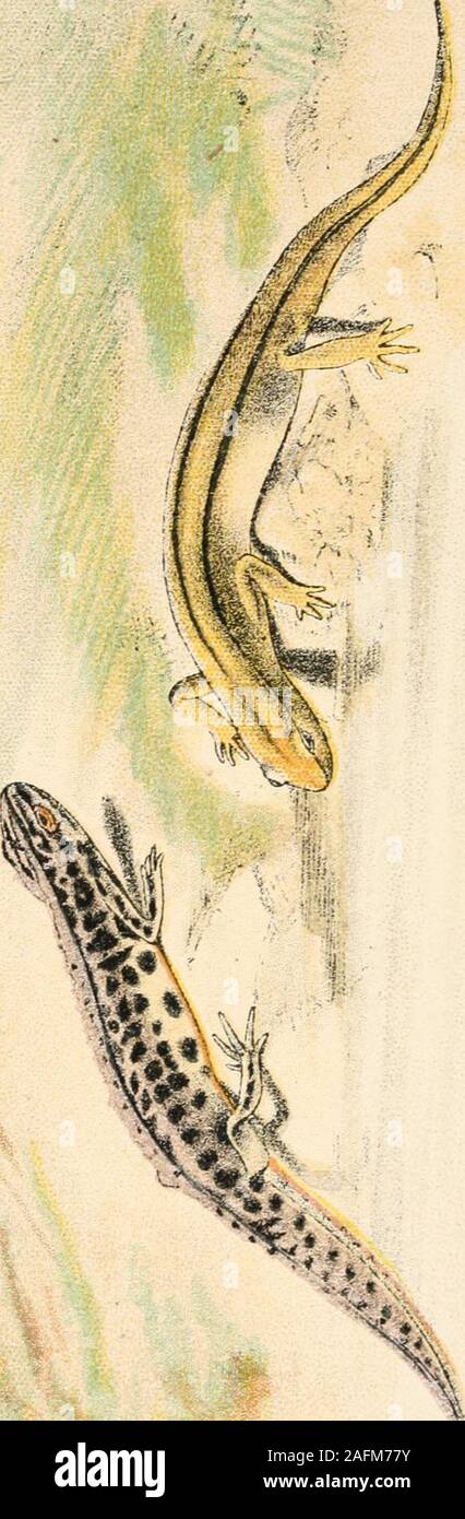 . Our reptiles and batrachians; a plain and easy account of the lizards ...