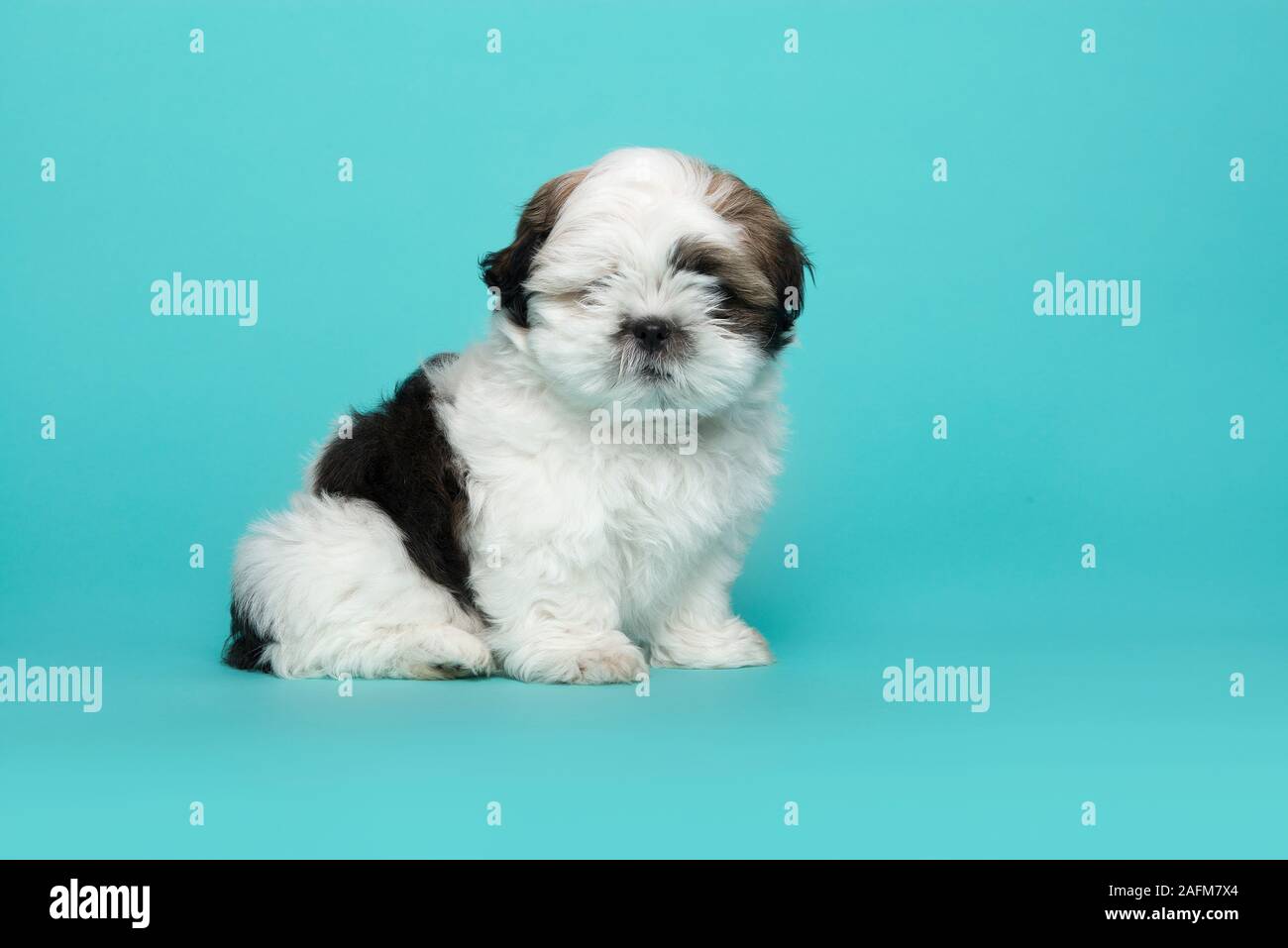 Side view shih tzu sitting hi-res stock photography and images - Alamy