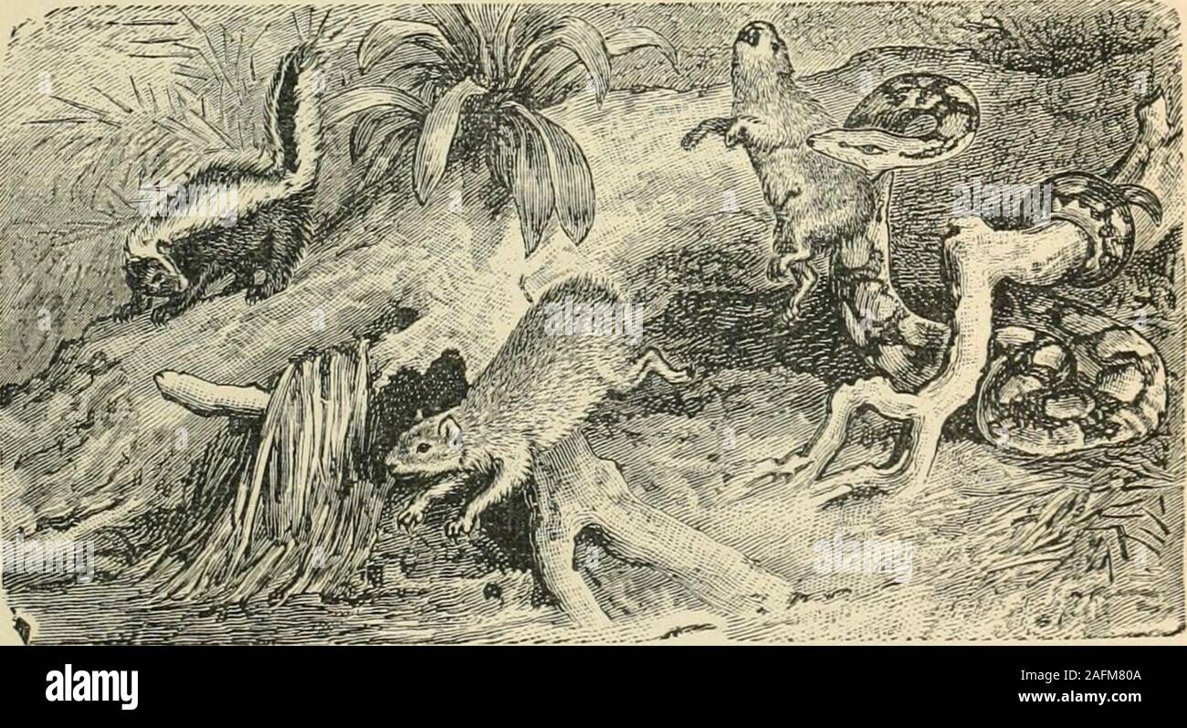 Bats darwin hi-res stock photography and images - Alamy