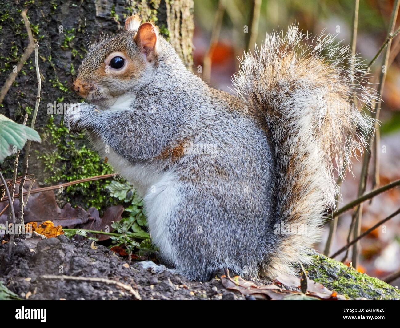 Grey Squirrel sat upright eating a nut in Daisy Nook park in Manchester ...