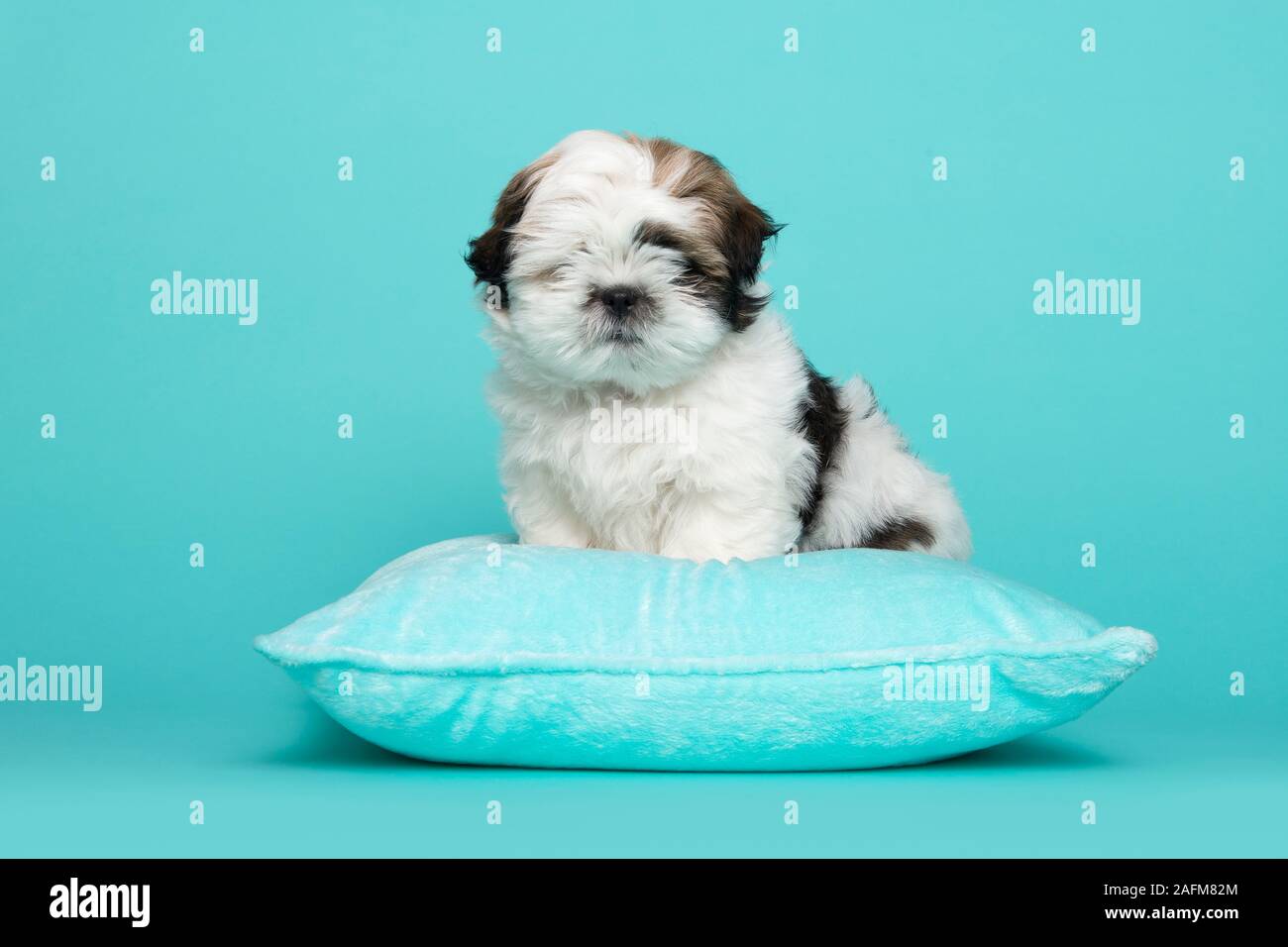 Side view shih tzu sitting hi-res stock photography and images - Alamy
