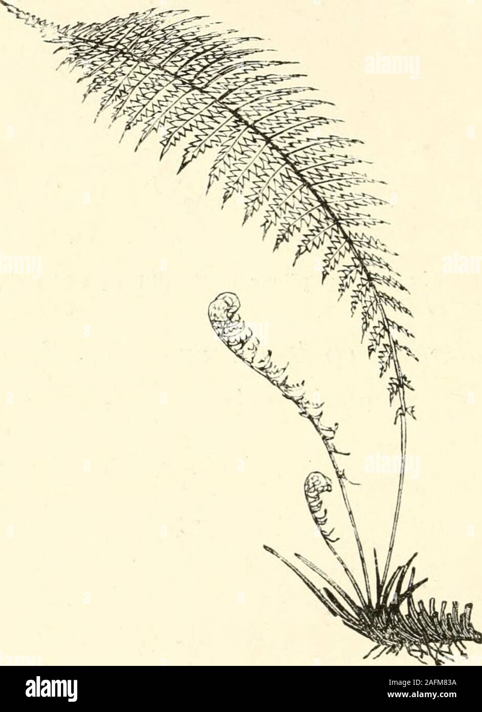 Moss antheridia hi-res stock photography and images - Alamy