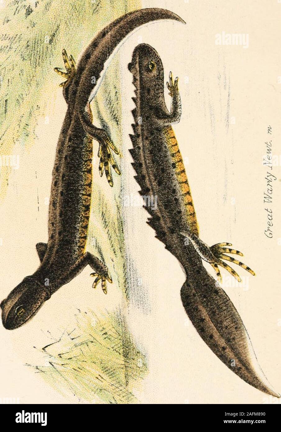 . Our reptiles and batrachians; a plain and easy account of the lizards ...