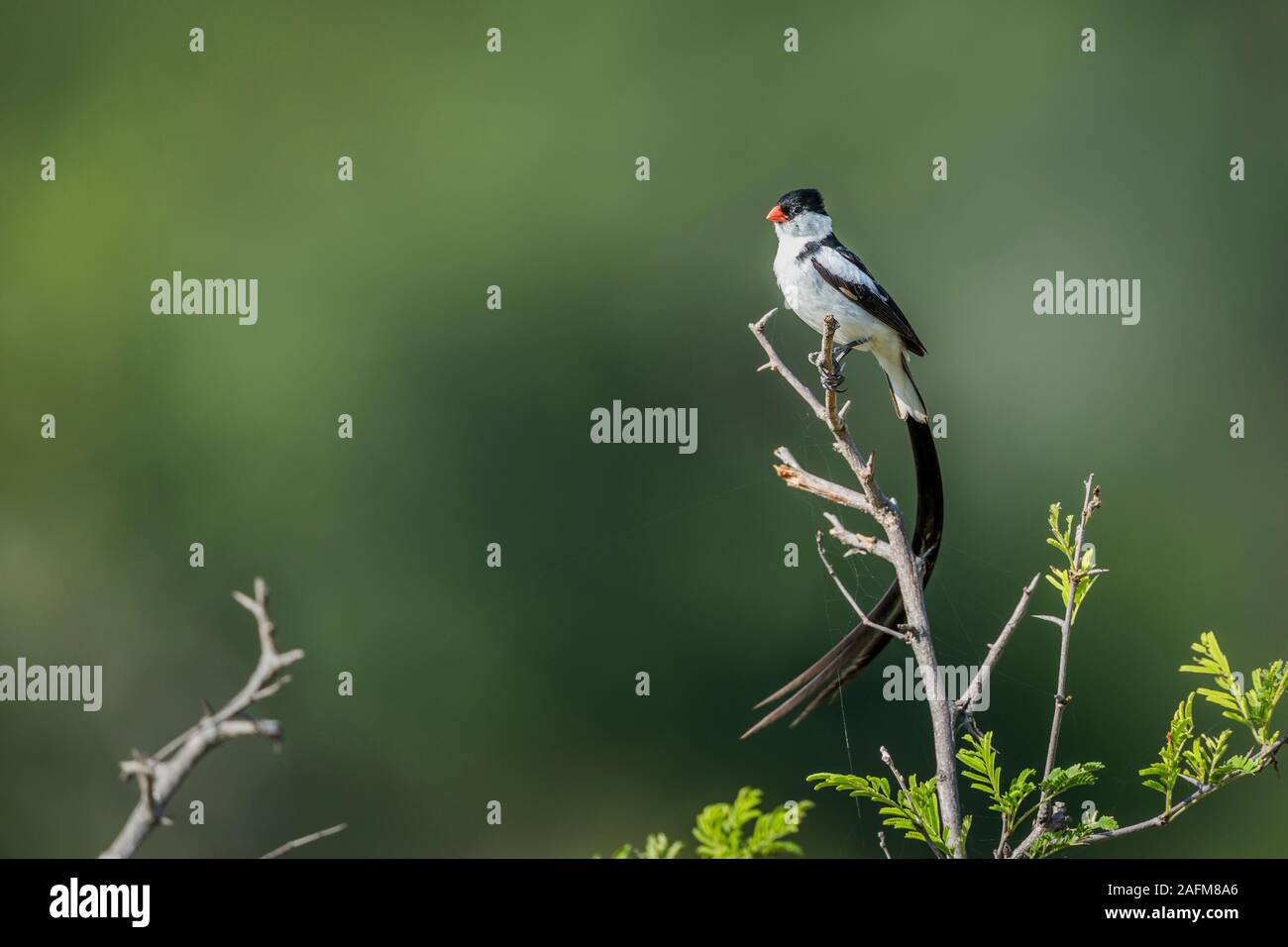 Pin-tailed Whydah isolated in natural background in Kruger National ...