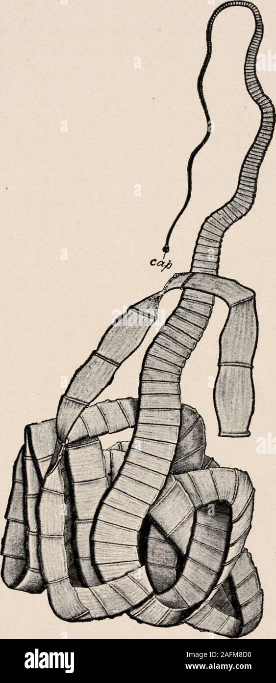 Rediae High Resolution Stock Photography and Images - Alamy