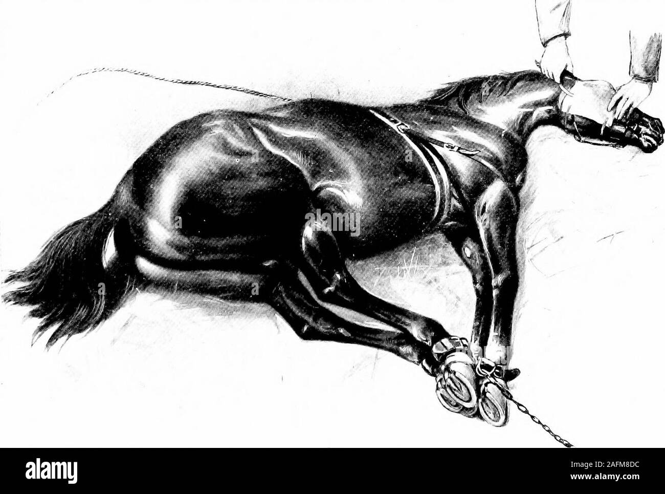 Hobbled horse Cut Out Stock Images & Pictures - Alamy