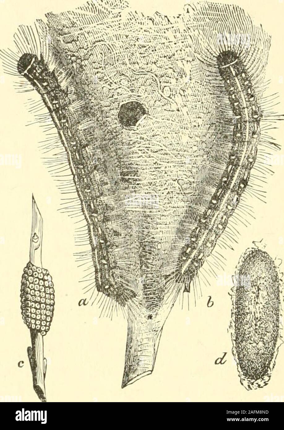 . Bulletin. ack dots. Tlie winter is passed in thechrysalis stage ...