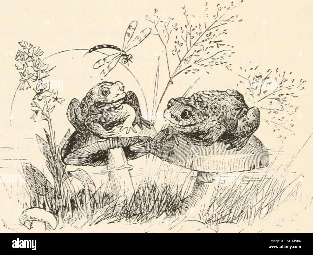 Thick toad hi-res stock photography and images - Alamy