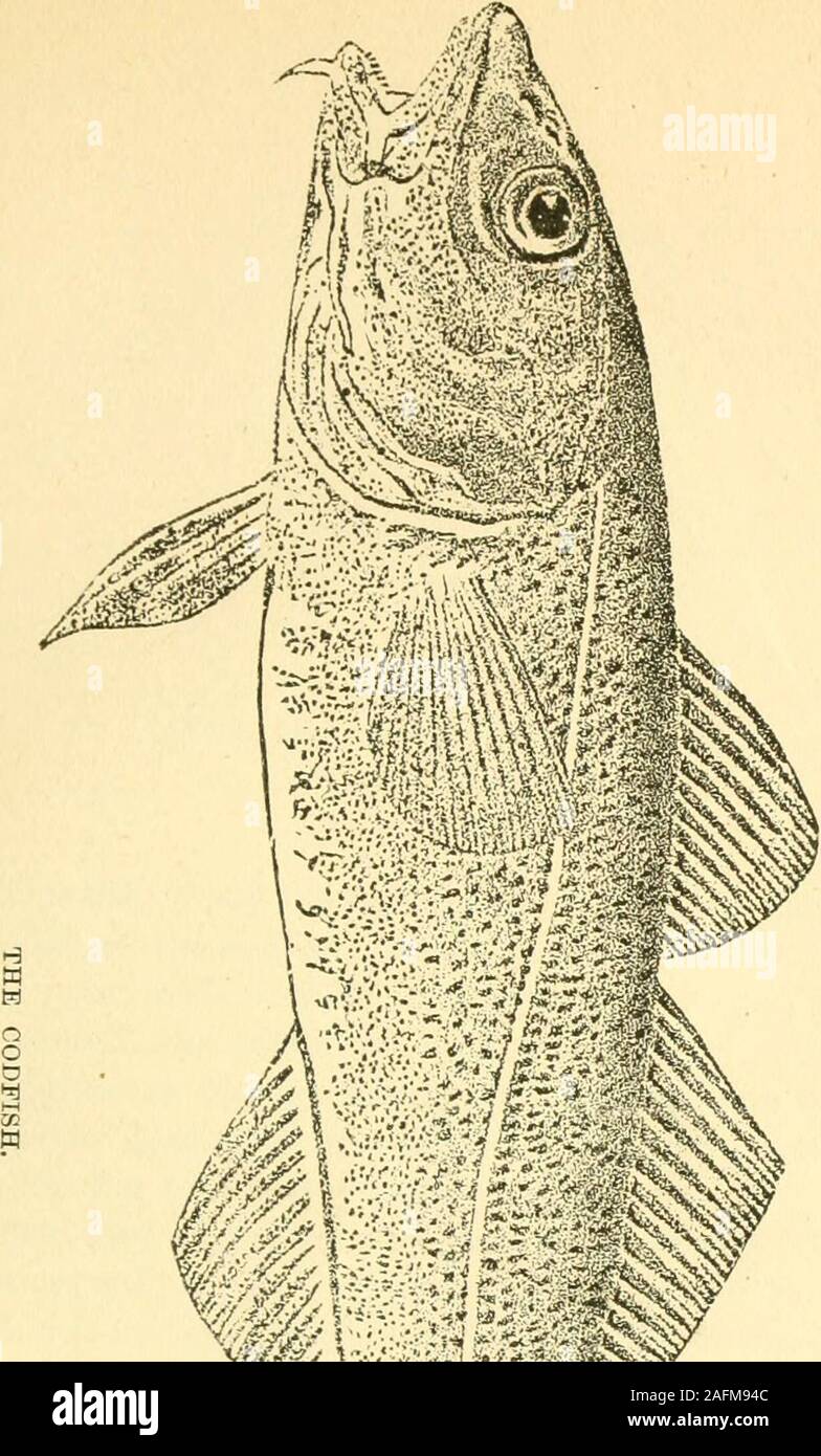 Codfishing hi-res stock photography and images - Alamy