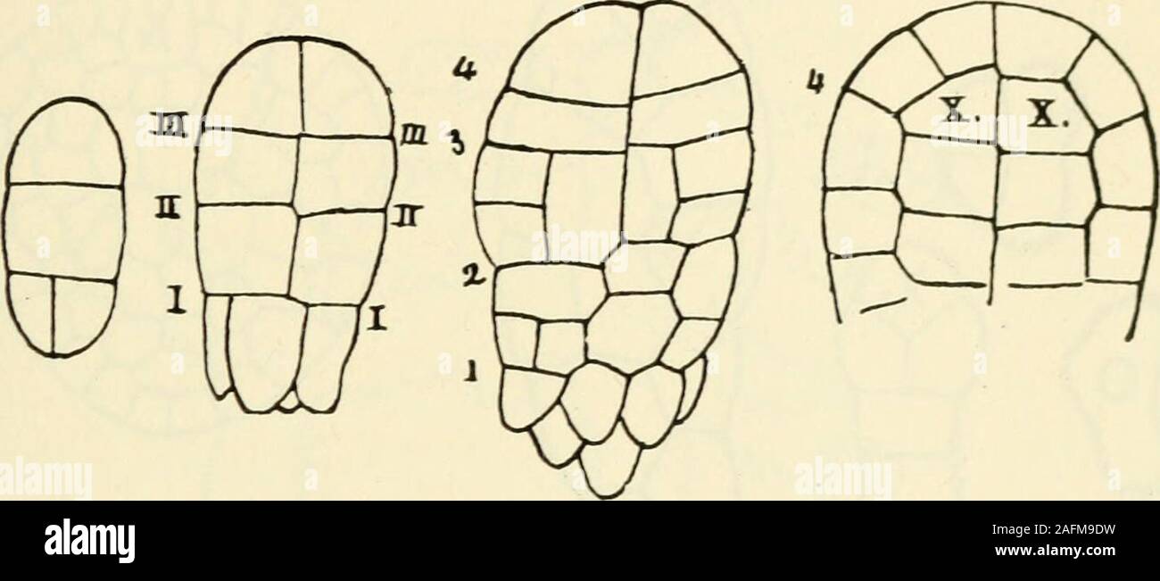 Apical cell hi-res stock photography and images - Alamy