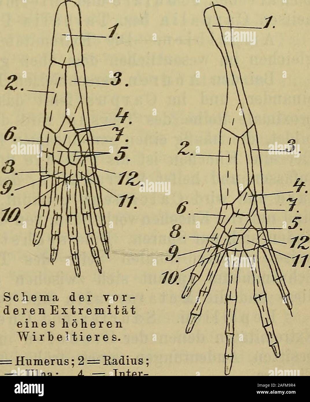 Fischflossen hi-res stock photography and images - Alamy