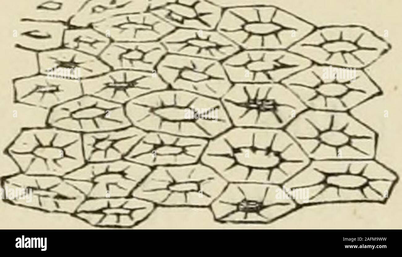 Spindle shaped cells hi-res stock photography and images - Alamy