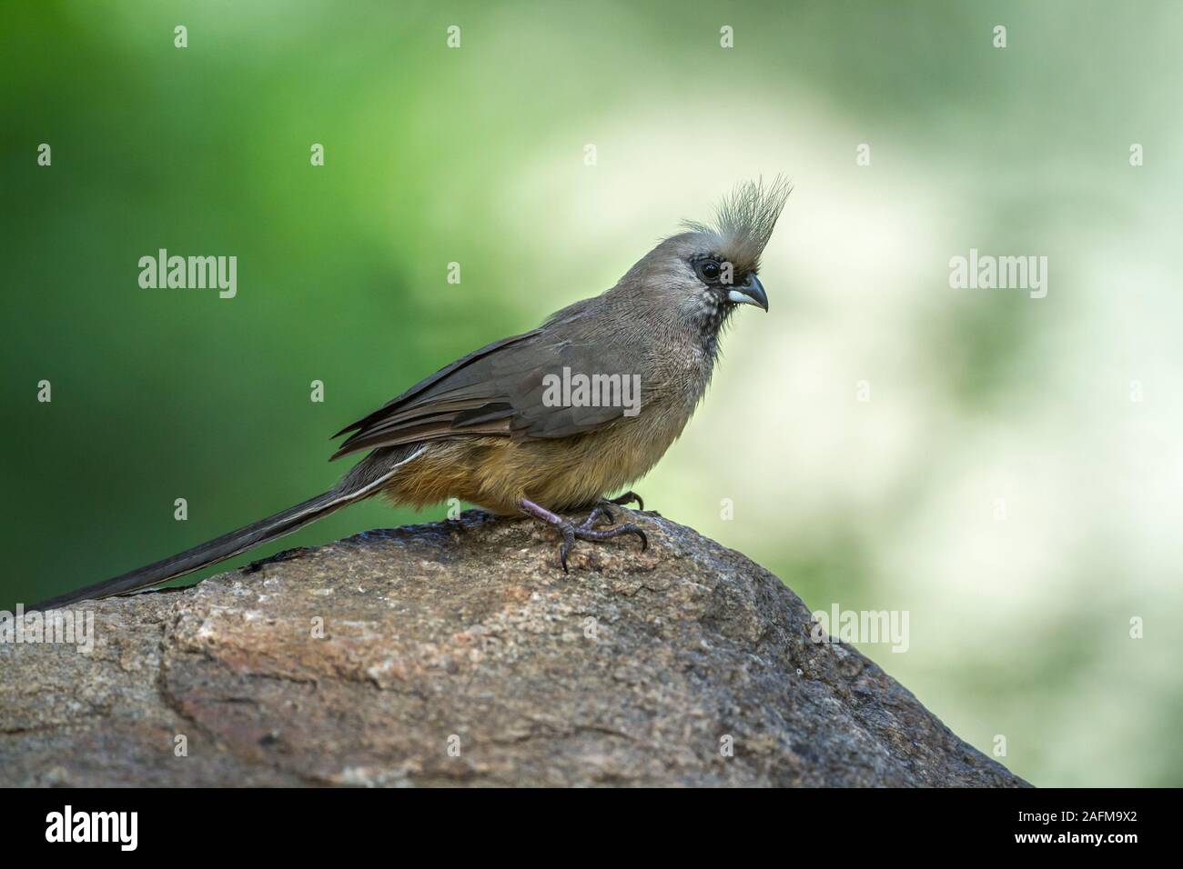 Speckled Mousebird istanding on a rock in Kruger National park, South ...